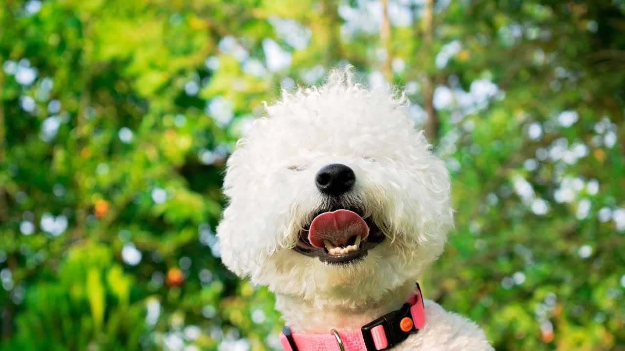 How to Find the Perfect Bichon Frise - A Guide to Breed Standards - YouTube