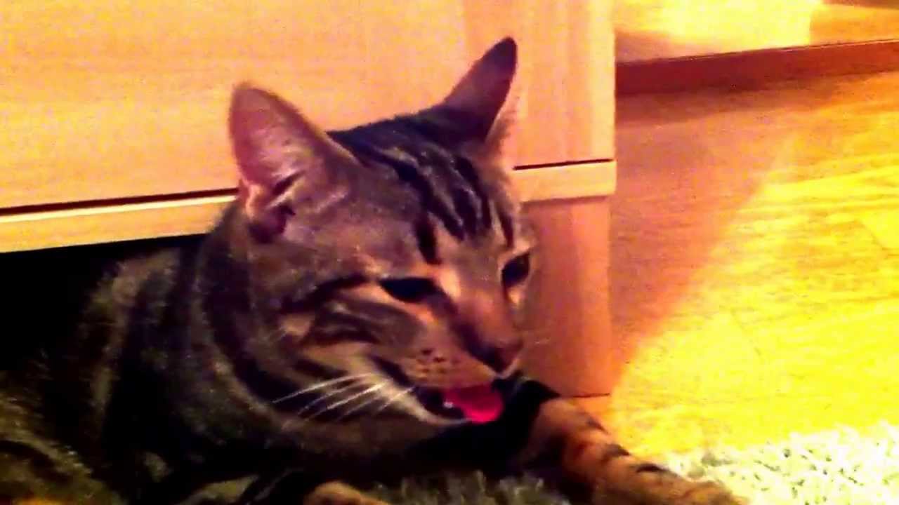Cat huffing 息切れする猫 - YouTube