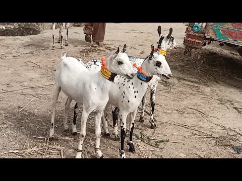 Sindhi goat breeds in Bakra Mandi - YouTube
