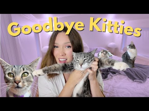 Leaving my 4 cats alone in my tiny house for 2 weeks...