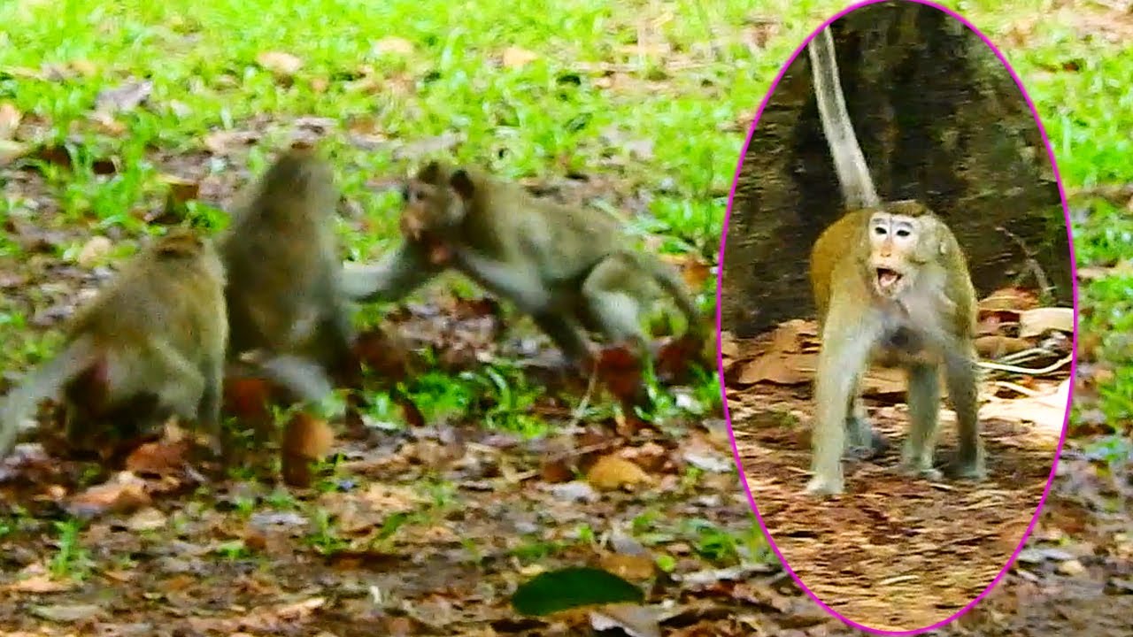 Million pity poor female monkey calling her group for help - YouTube