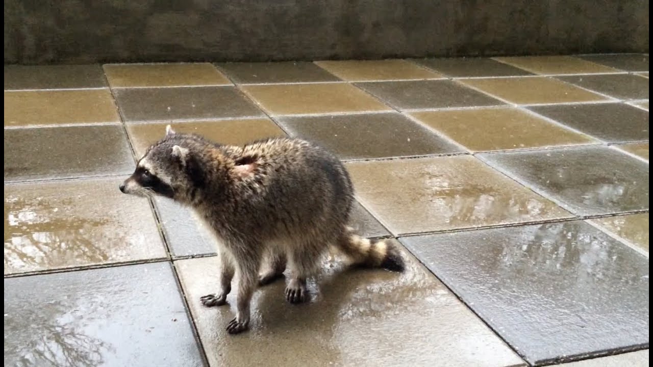 Injured Raccoon Part 6, Spicer - YouTube