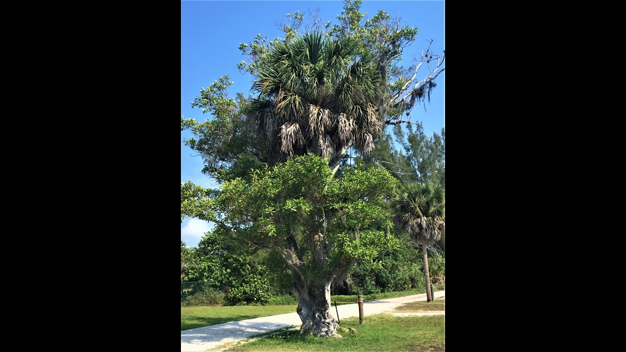 Palm and Ficus Trees - YouTube