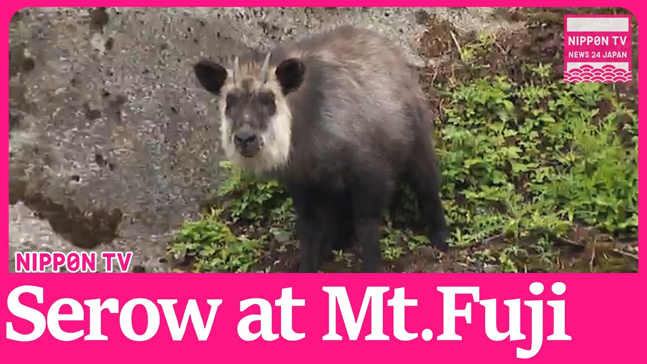 FOOTAGE Japanese serow on Mt. Fuji“eating” - YouTube