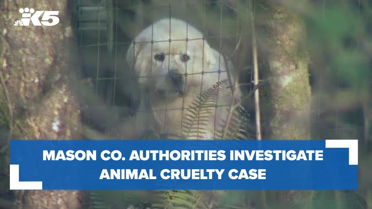 Mason County authorities investigate animal cruelty case involving over ...