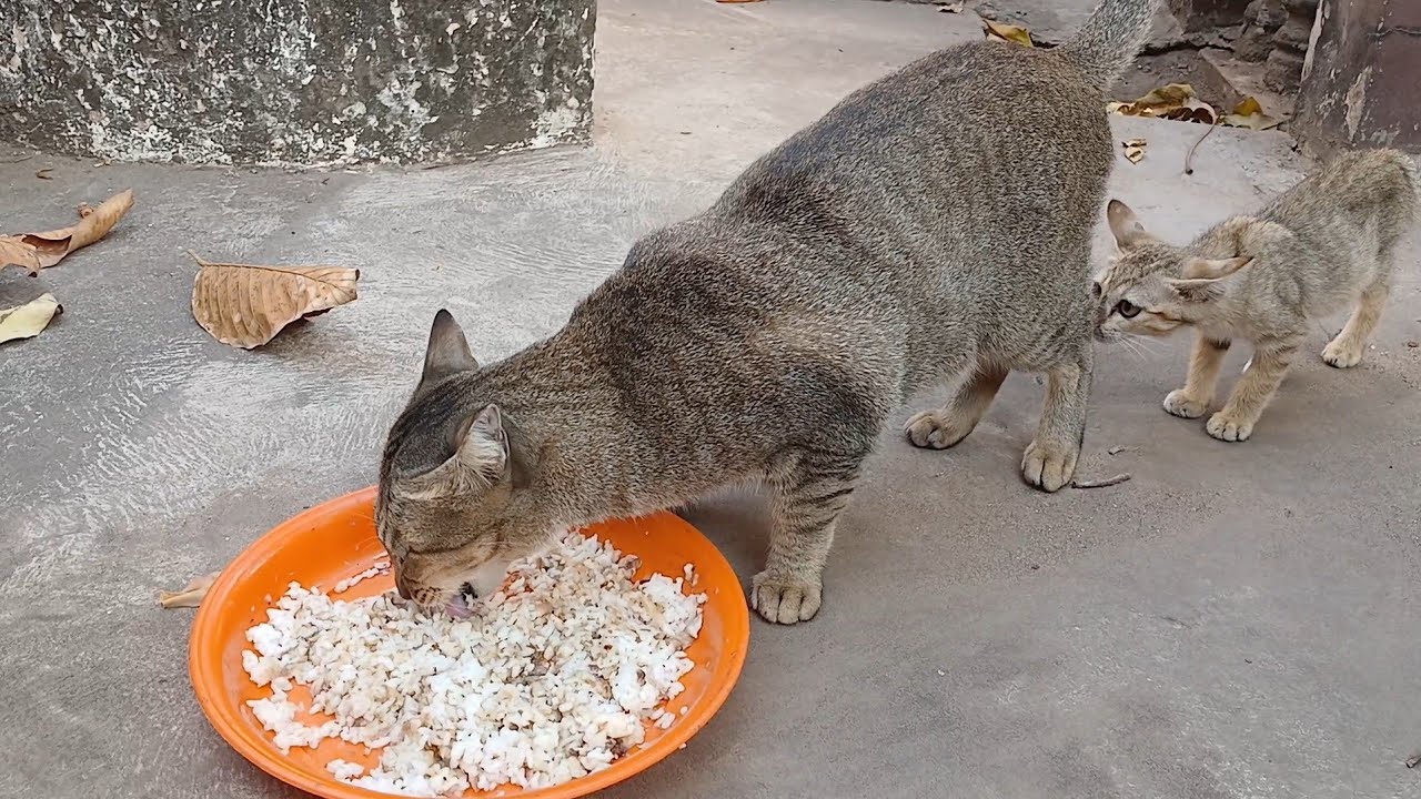 Do you know this cat? | BOBO Official - YouTube