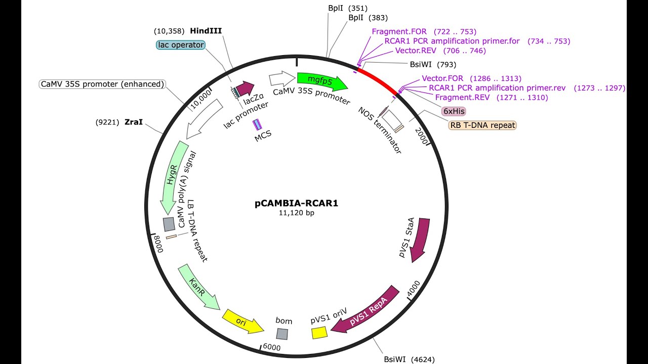 Vector plasmid design and verification - YouTube