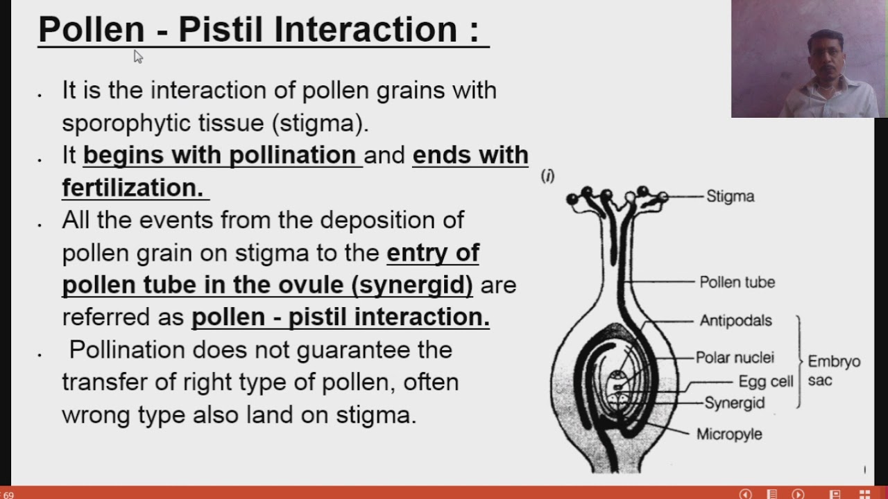 Pollen-pistil Interaction - YouTube
