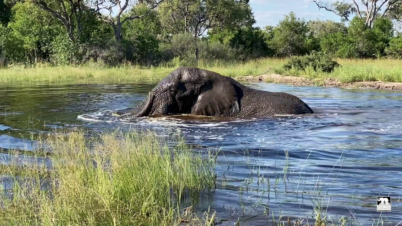Jabu the elephant swimming | Living With Elephants Foundation | - YouTube
