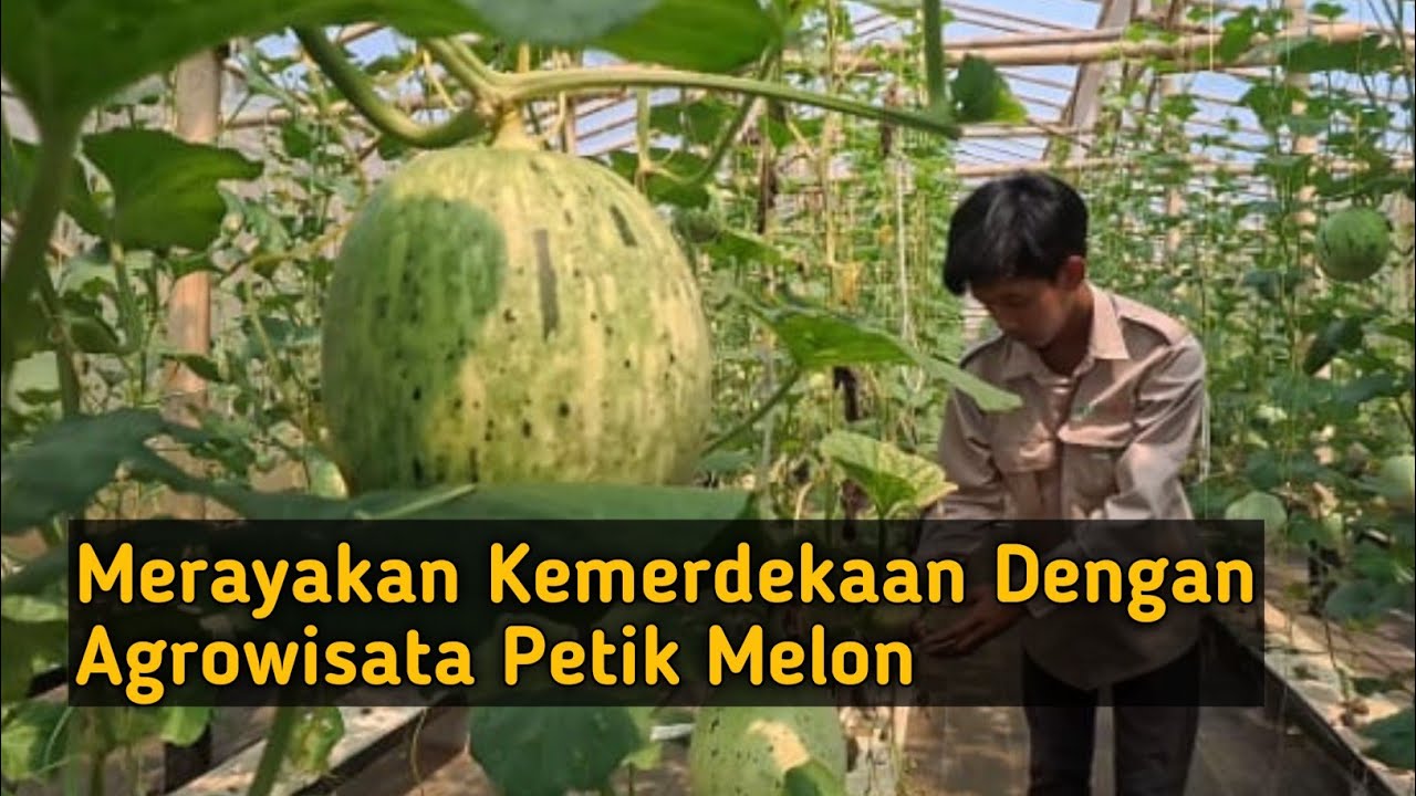 MELIPUT AGROWISATA PETIK MELON PREMIUM DI BOGOR - YouTube