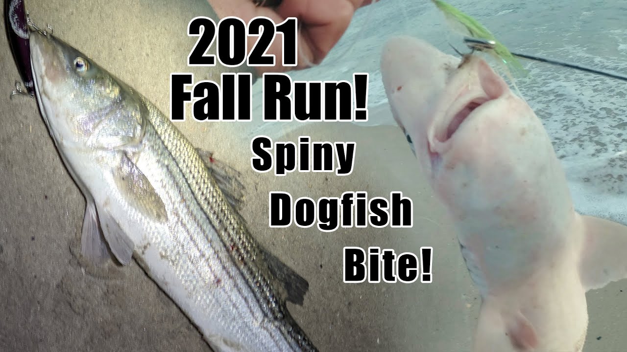 2021 Fall Run - Spiny DOGFISH bite! STRIPED bass fishing gone "wrong ...