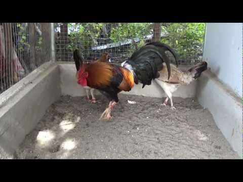 NRA Gamefarm (Kearney WhiteHackle Pen) - YouTube