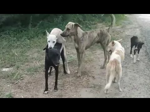 paling dog//my cute dog meeting // paltu dog barking//animal video_Top ...