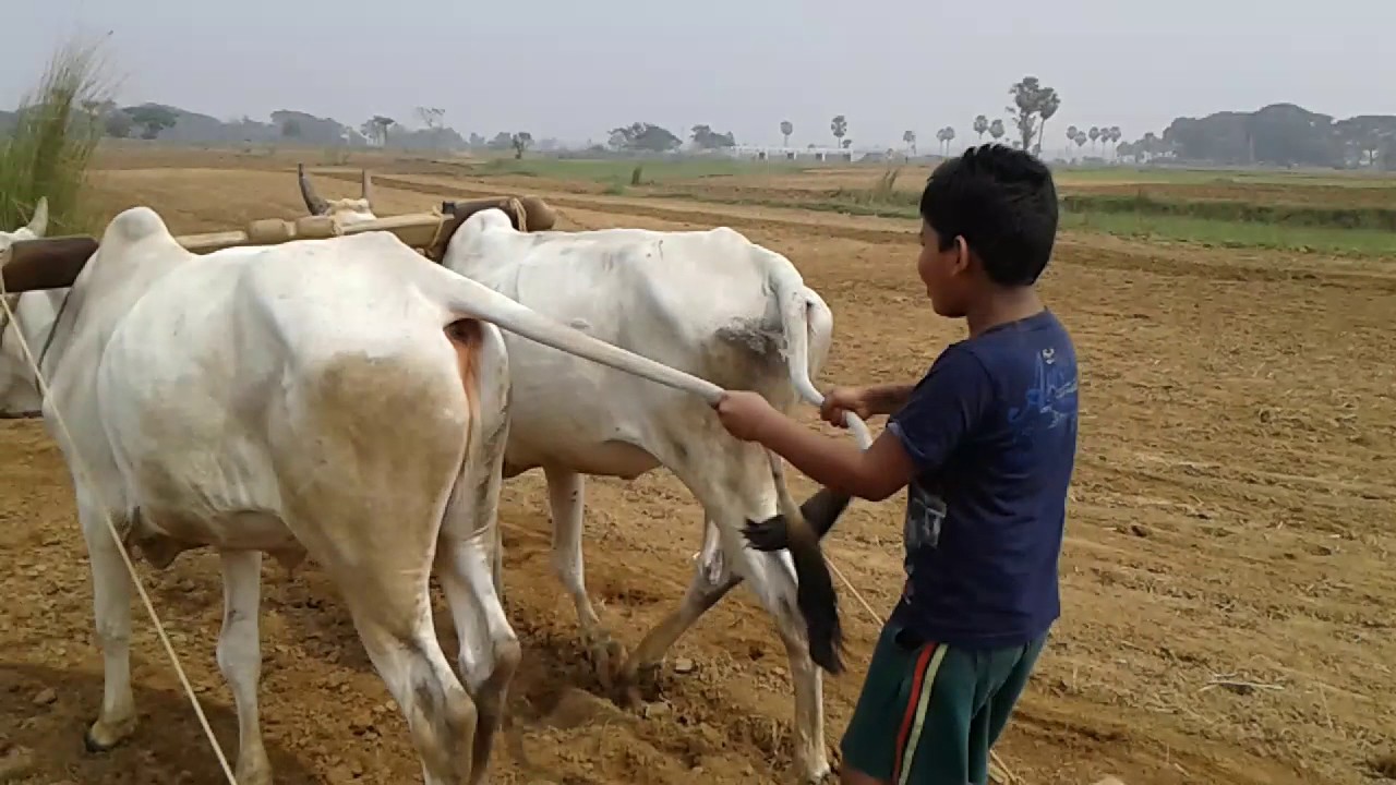 Four year old farming with a bullock(1) - YouTube
