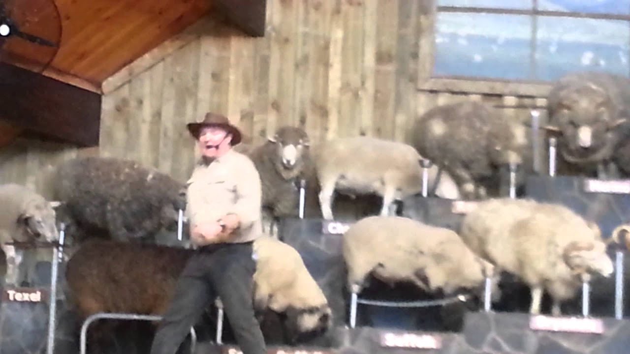 Agrodome, Sheep show, Rotorua NZ - YouTube