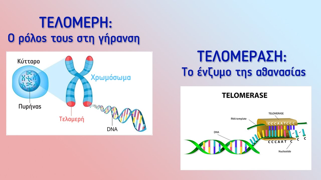 ΤΕΛΟΜΕΡΗ: Ο ρόλος τους στην γήρανση, ΤΕΛΟΜΕΡΑΣΗ: Το ένζυμο της ...