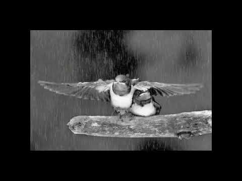 Mevsimsiz kar... {özgün muzik}