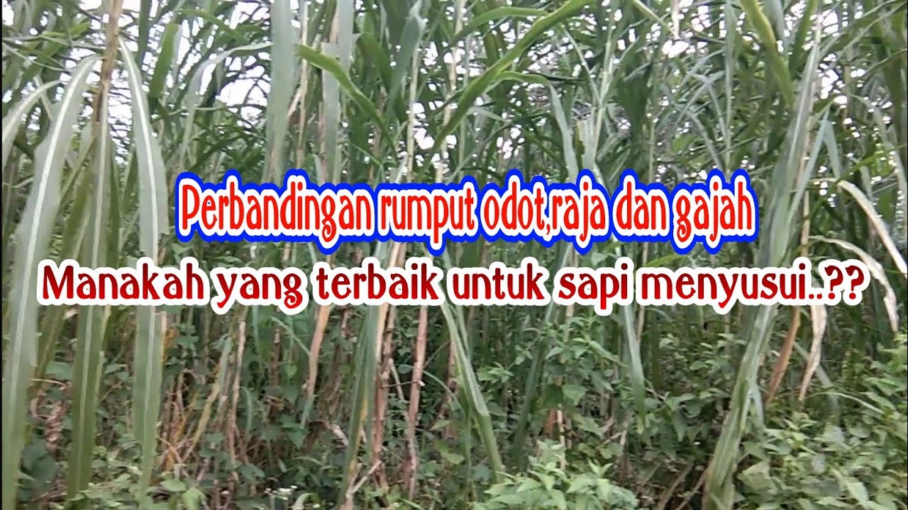 KANDUNGAN PROTEIN RUMPUT RAJA,ODOT DAN GAJAH - YouTube