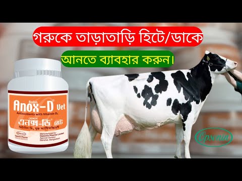 Anox-D vet ||গরুর-ছাগল কে সময় মত হিটে আনতে এনোক্স ডি ভেট ১০০% কার্যকর ||mollah krishi tv.||