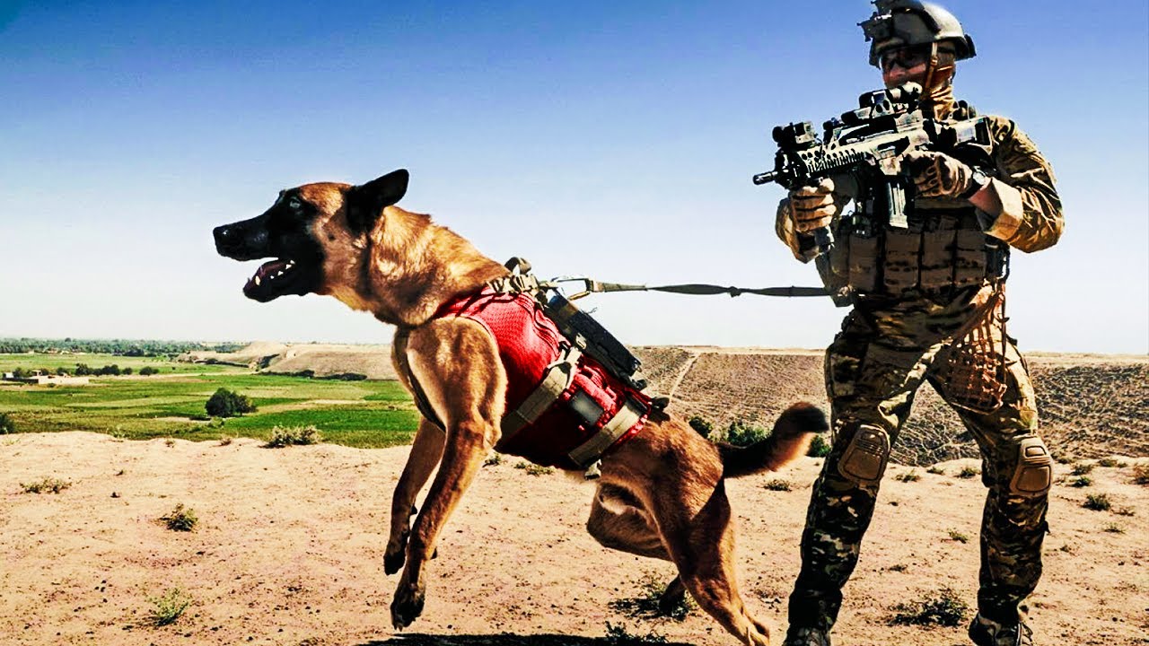 Genius Dog Helps the Police to Solve the Most Difficult Case and Save ...