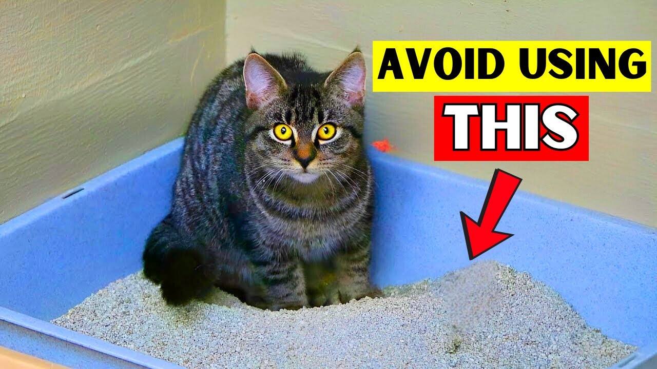 9 Biggest Litter Box Mistakes (Never do this!) - YouTube