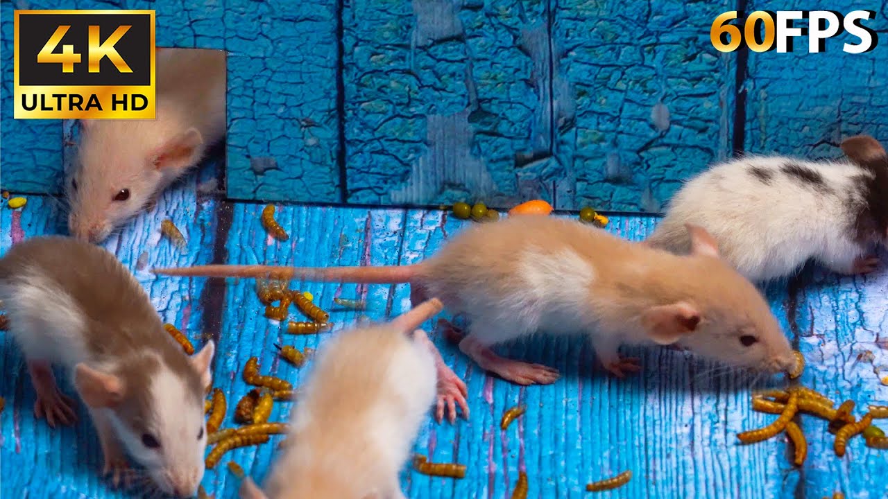 Cat TV Cute Mice Hide and Seek for Food in 4K UHD 🐭 Best TV Show for ...