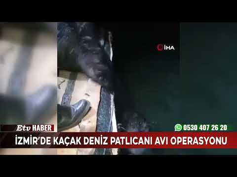 İzmir'de kaçak deniz patlıcanı avı operasyonu