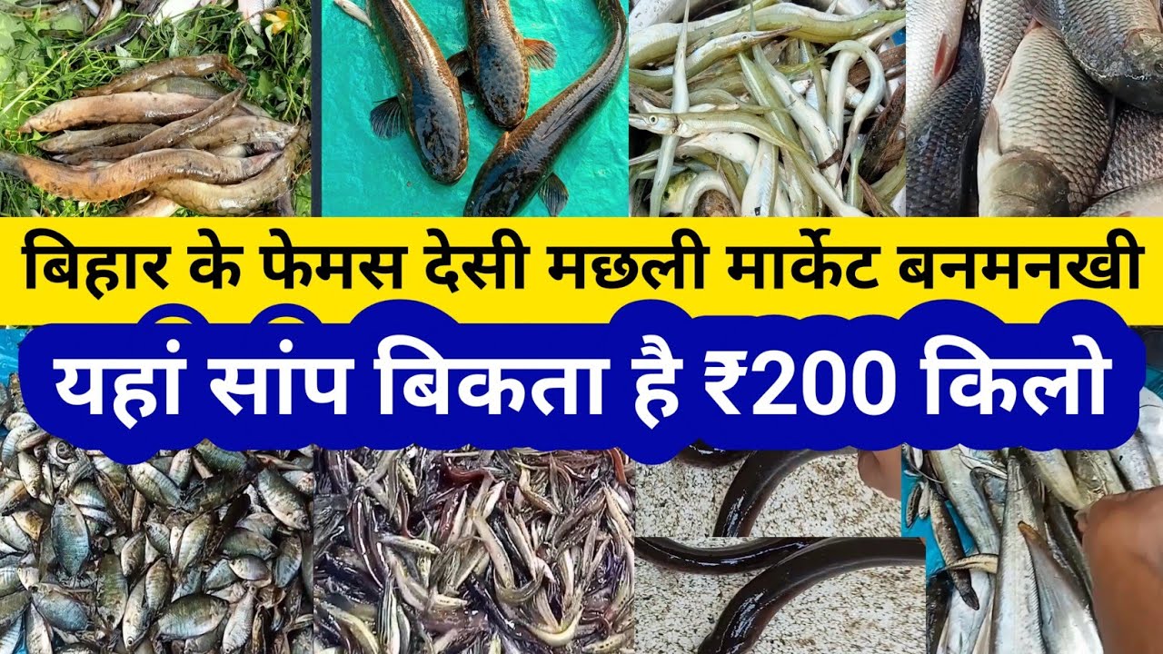 यहां सांप,बिकता है ₹200, किलो🥱 Fish Market in Bihar Banmakhani/ - YouTube