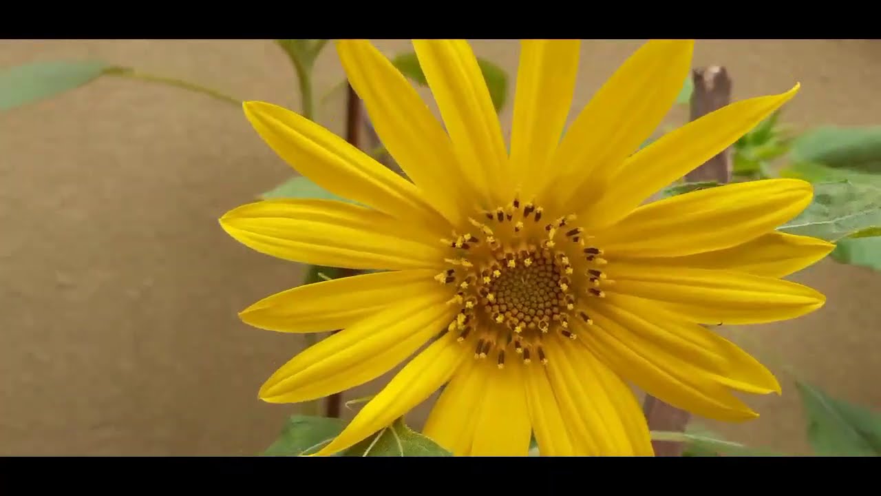 POR SI TE PERDISTE ALGUNO DE NUESTROS VIDEOS//RESULTADOS Jardineria ...