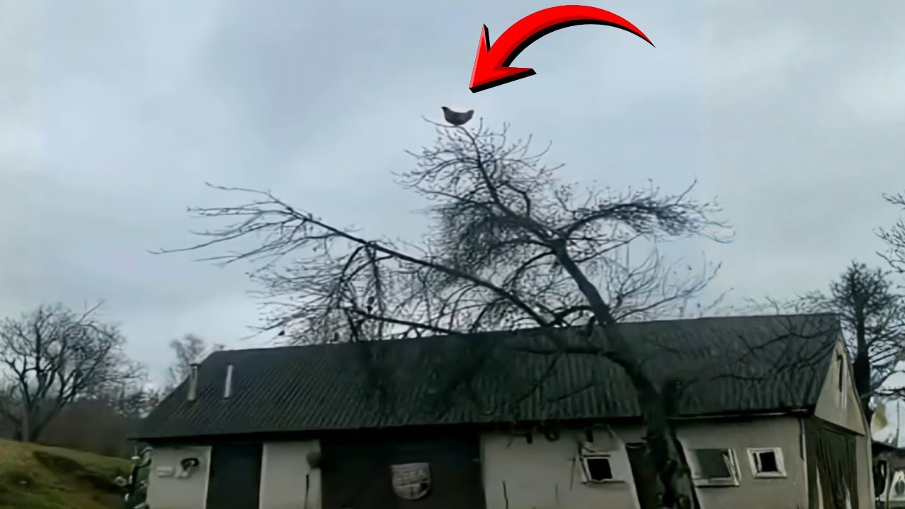 1 Hour of Silence occasionally broken by Chicken SCREAMING on tree ...