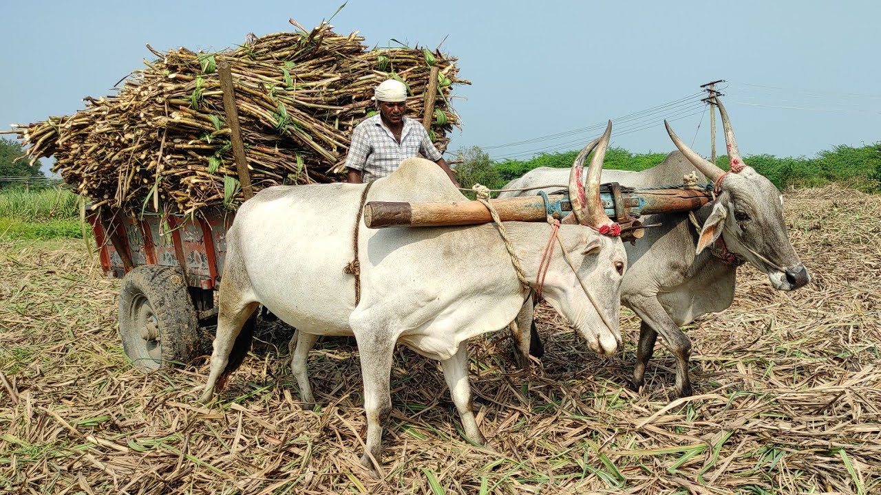 Bullock Cart Heavy Loaded sugarcane pulling | bullock Cart Ride ...