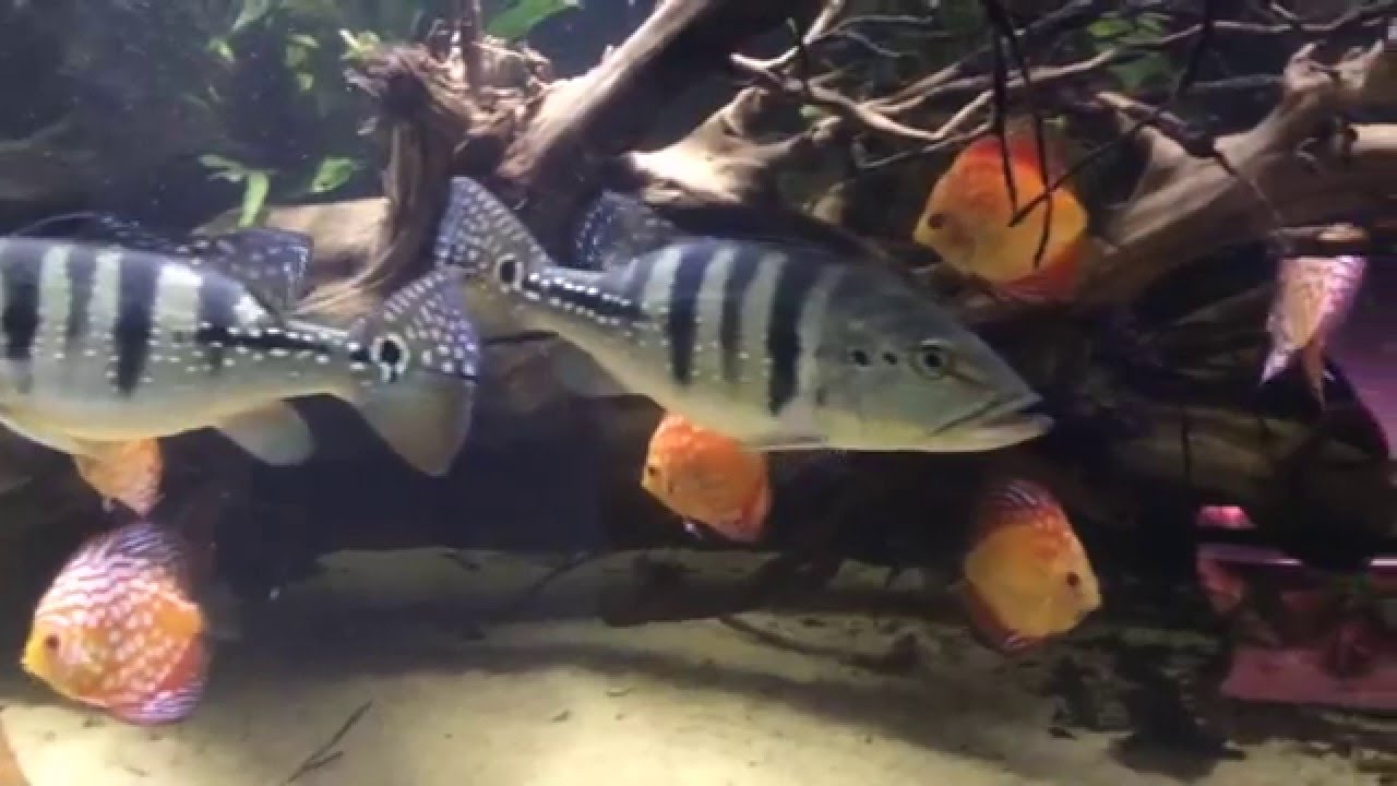 Cichla piquiti and discus - YouTube
