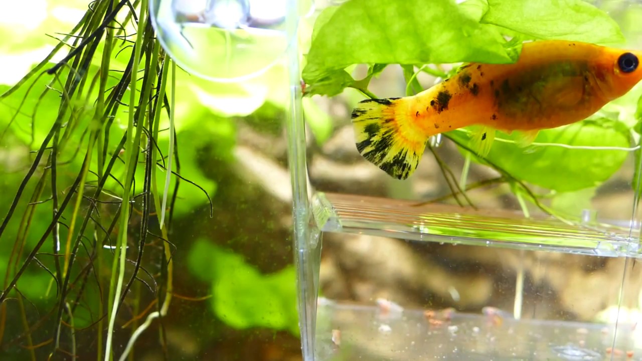 Fish Birth | life - YouTube