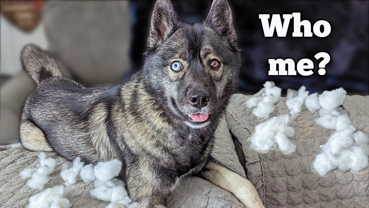 Which Guilty Dog Made the Mess? Caught on Camera! - YouTube