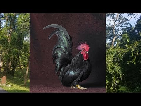 Japanese Bantam, Chabo - Fancy Сhicken Breed - YouTube
