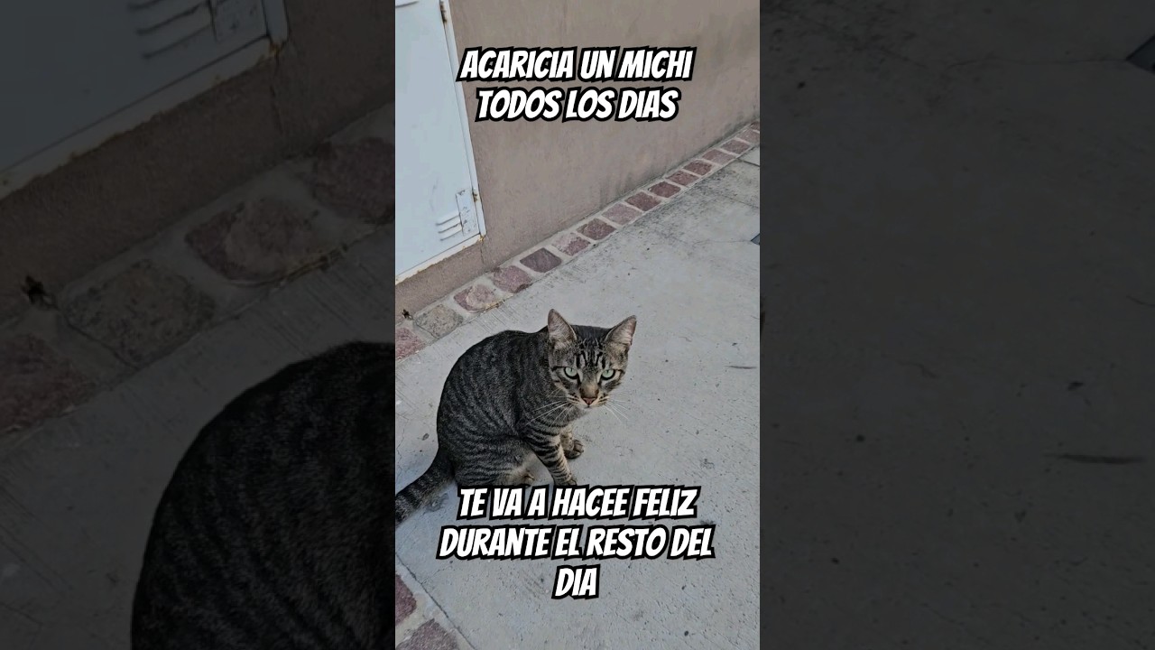 #michi #gato #cats #pets #pet #mascotas #miau #funny # ...