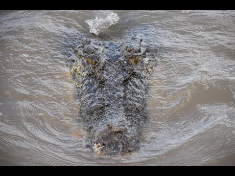【NT, Australia】Yellow Water Crocodile attack Buffalo_2020