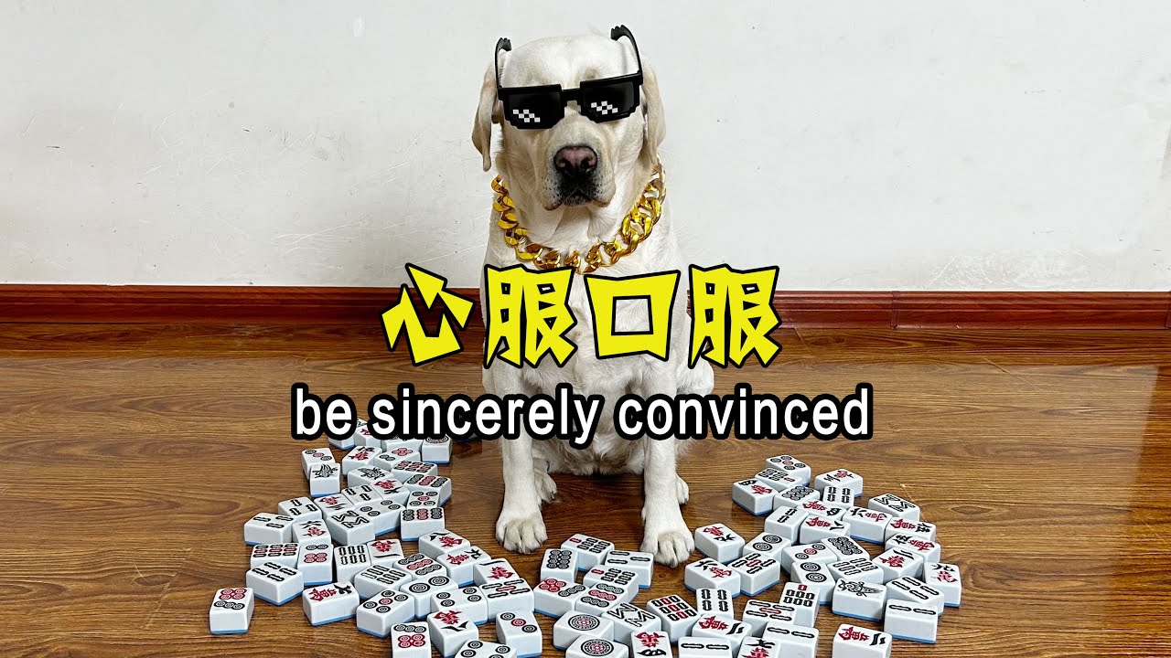 这麻将算是让狗子玩明白啦！This mahjong is a game for dogs to understand!#萌寵#寵物#搞笑#拉布 ...