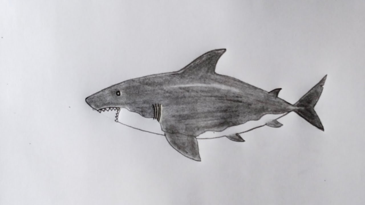 How to draw shark easy step by step | easy shark fish drawing - YouTube