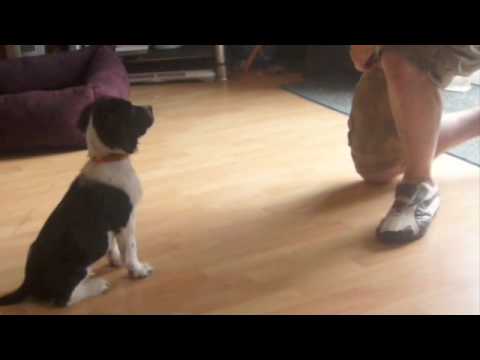 Moonwalking dog - YouTube