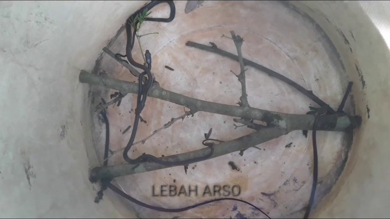 SATWA PAPUA, ( Dendrelaphis pictus sp ) ular tali picis ( keerom ...