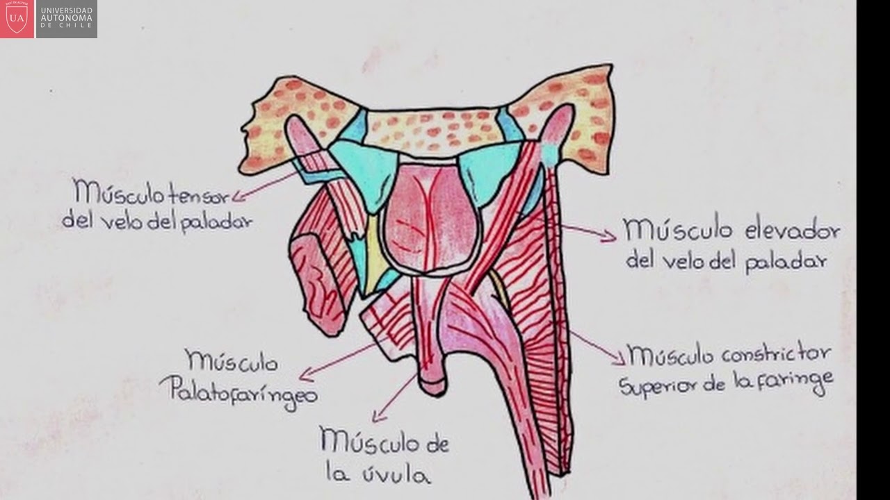 Esfínter velofaríngeo. - YouTube
