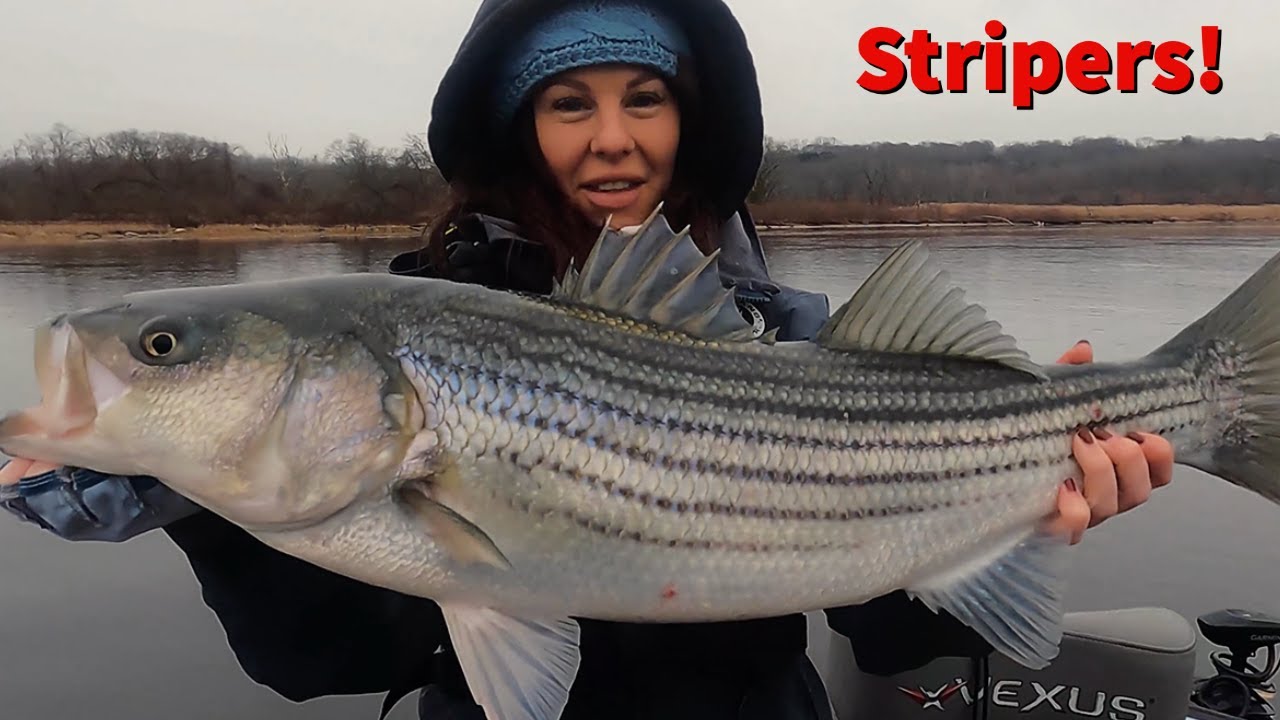 Striped Bass Fishing in Connecticut - New Vexus VX21 Boat Break In ...