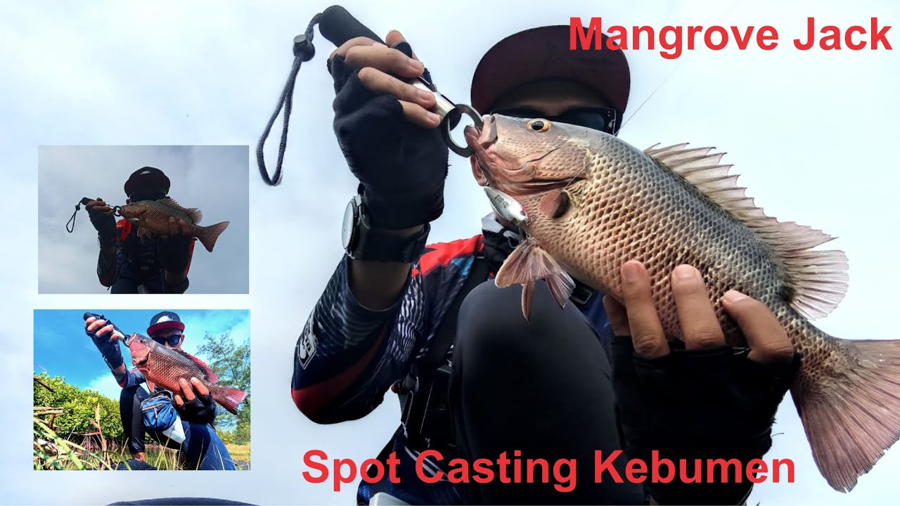 Masih Ledakan Top Water Lure Ikan Mangrove Jack | Spot Mancing Casting ...