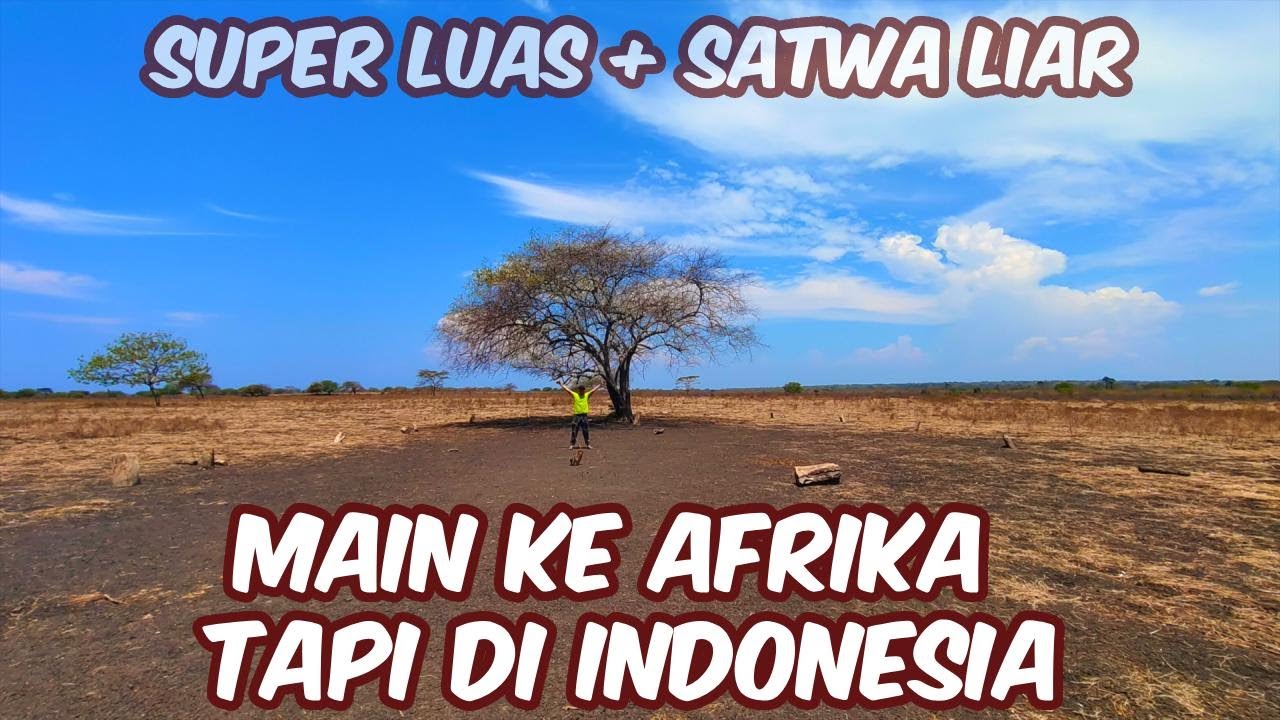 TAMAN NASIONAL BALURAN, AFRIKA DIUJUNG PULAU JAWA DENGAN PESONA SAVANA ...