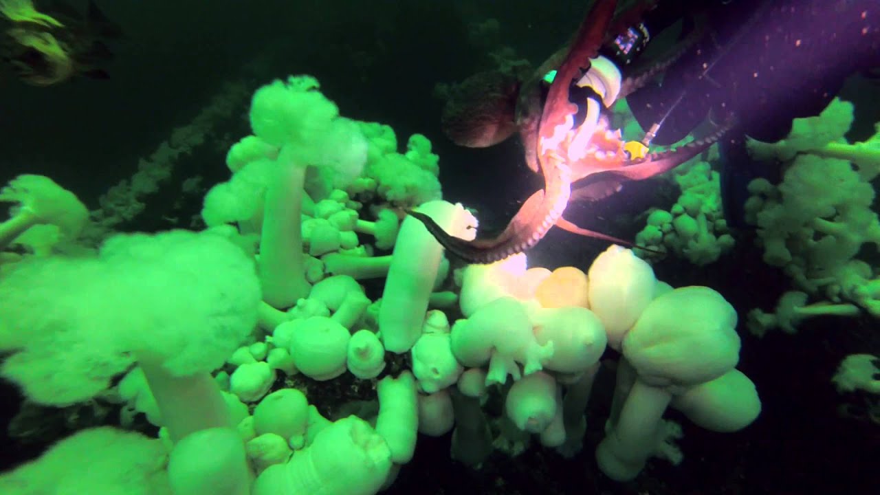 THE OCTO!!! - YouTube