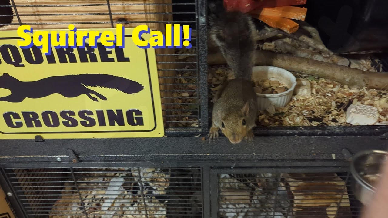 Squirrel Call - YouTube