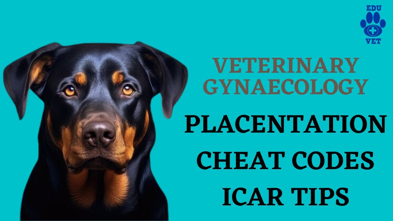 DOG Placentation Mnemonic - YouTube