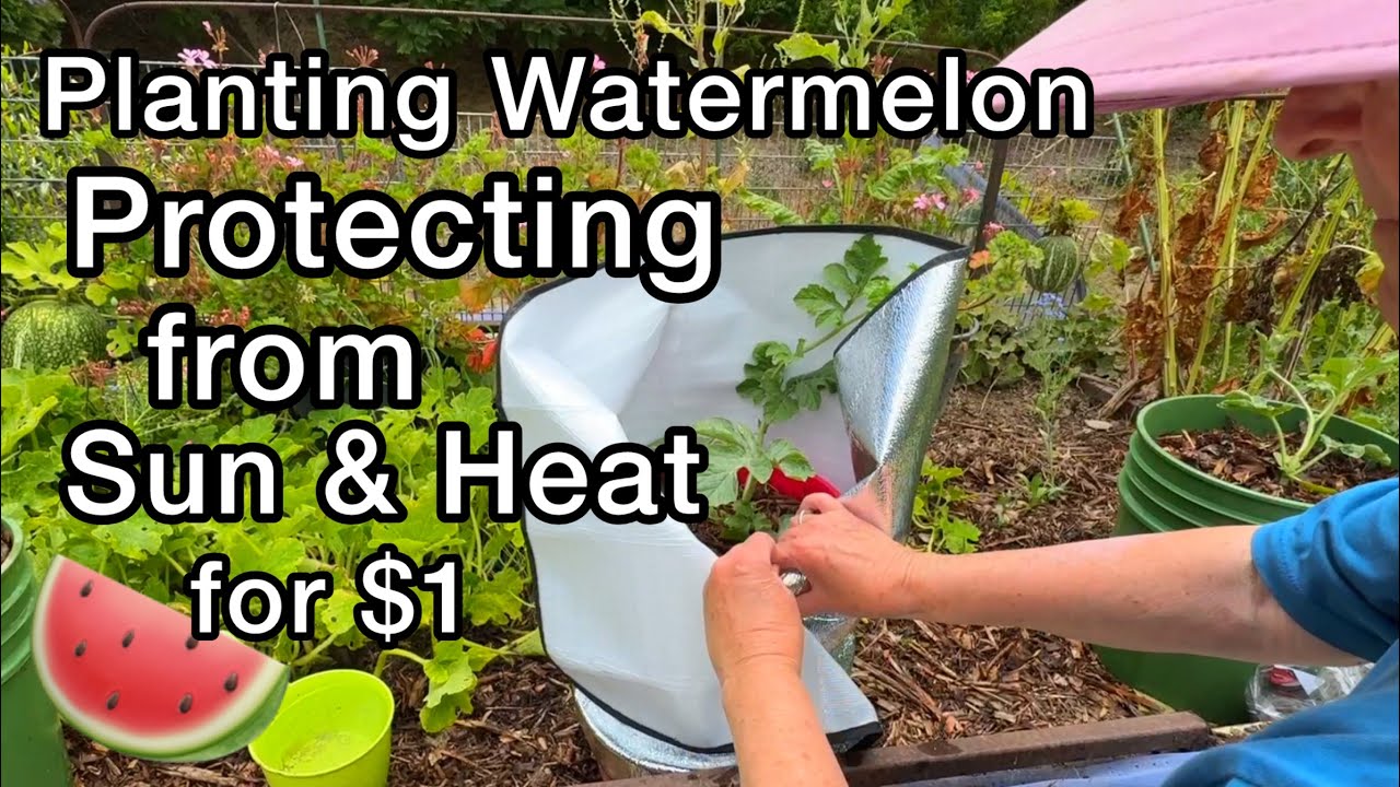 TIPS Growing in the Heat a Vegetable Garden & Planting Watermelon, Sun ...