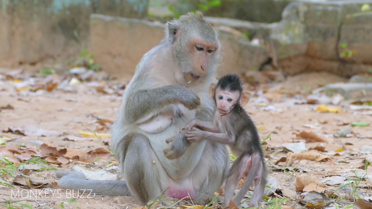 WHY? WHY Jade Don't Nurse Her Little Baby Monkey Jayden Like This ...